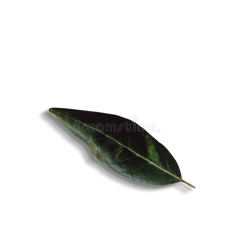 Top Up View Isolated Green Leaves on White Background.fit for Your ...