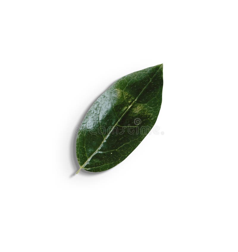 Top Up View Isolated Green Leaves on White Background.fit for Your ...