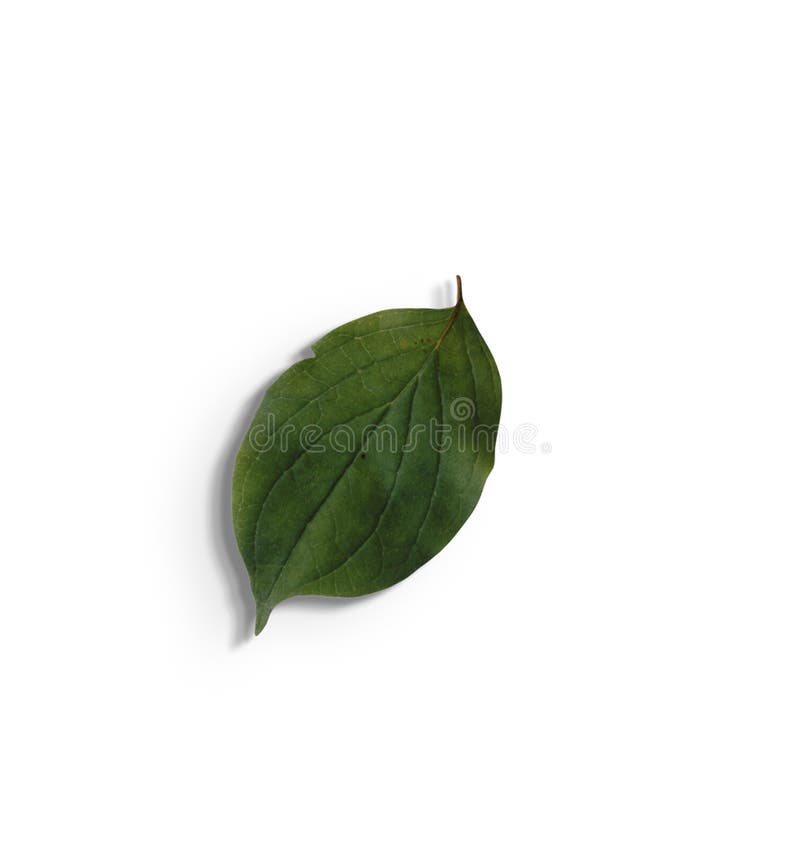 Top Up View Isolated Green Leaves on White Background.fit for Your ...
