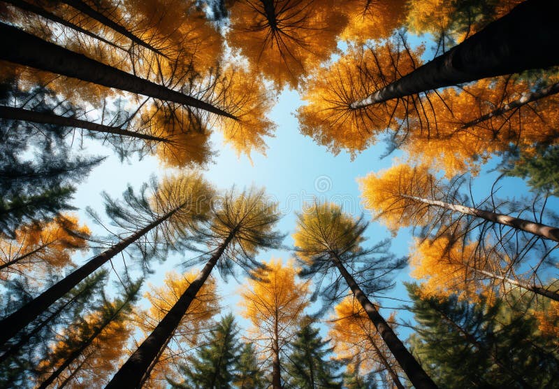 Top of Very Tall Trees Seen from Below Stock Illustration ...