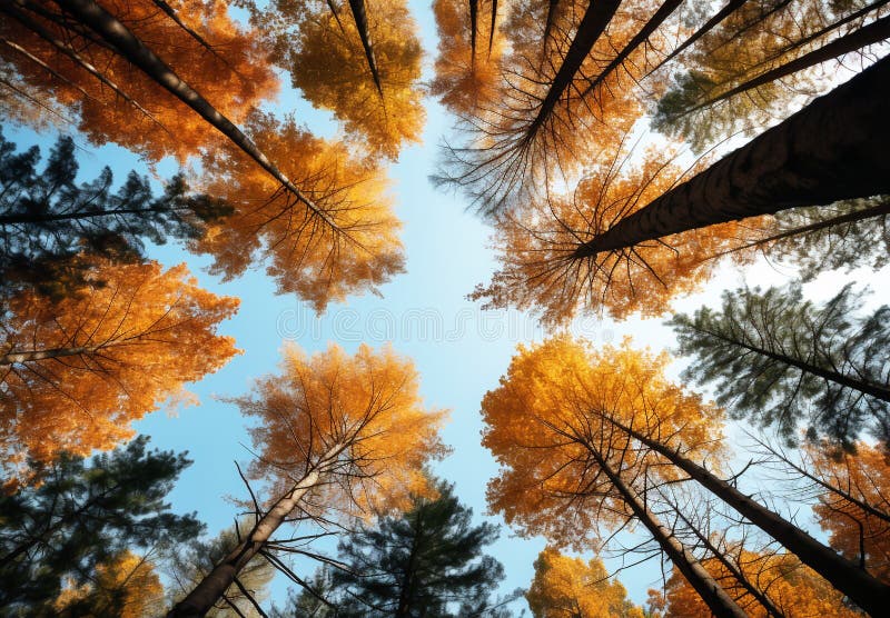 Top of Very Tall Trees Seen from Below Stock Illustration ...