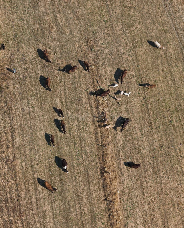Aerial View of Grazing Cows in a Herd on a Green Pasture in Summer ...