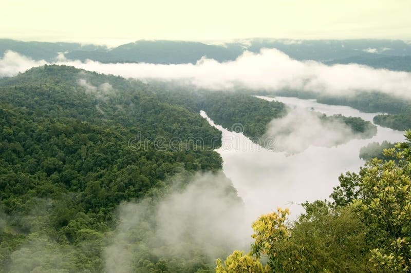 Morning mist stock photo. Image of flora, atmospheric - 6682570