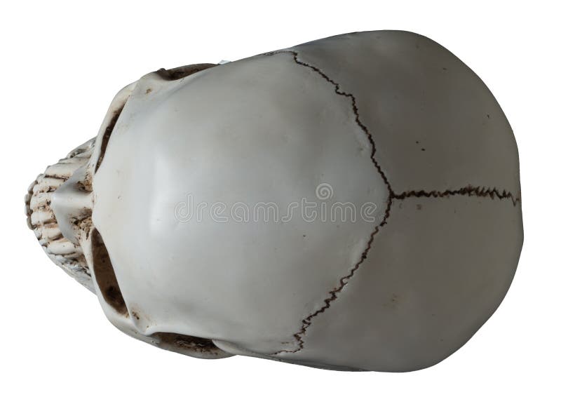 Isolated Human Skull Top View Stock Photo - Image of forehead, isolated ...