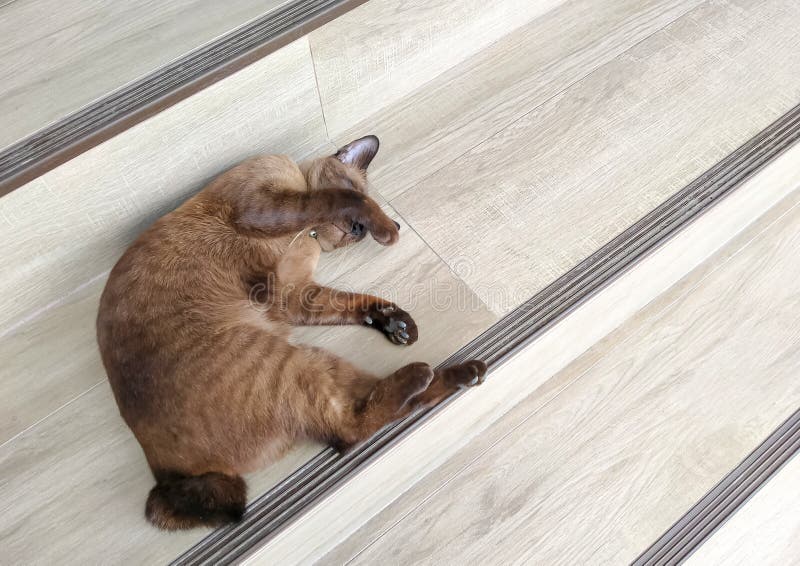 Top View of Adorable Brown Burmese Cat Sleeping in Funny Gesture on ...