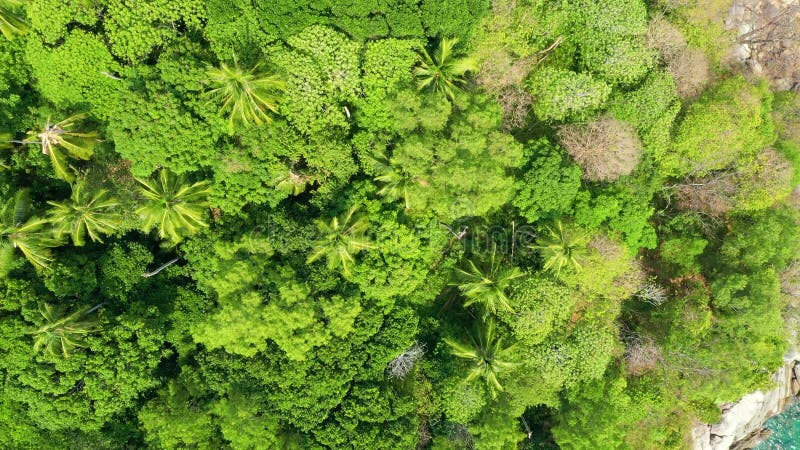 Top View Aerial Flight Above Rain Forest with Various Plants Exotic ...