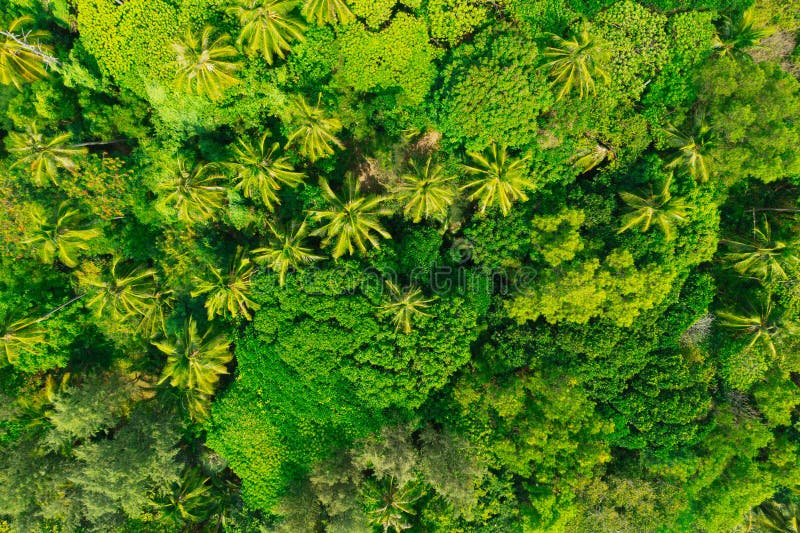 Top View Aerial Flight Above Rainforest with Various Plants Exotic ...