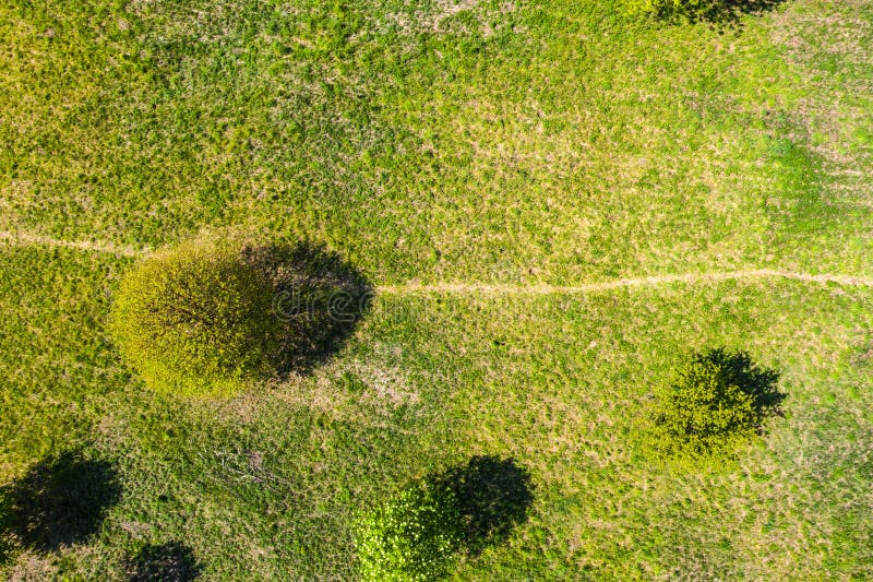 Top View Aerial Shot of Green Field with Grass and Trees Stock Image ...