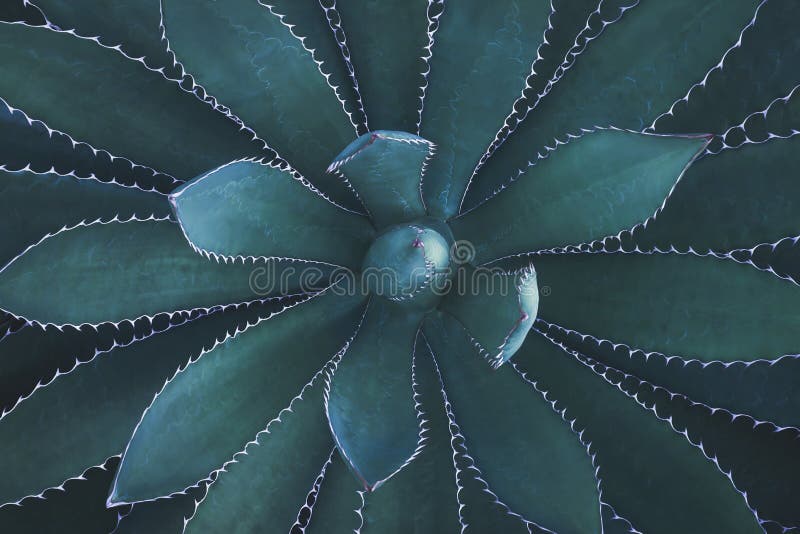 Top View of Agave Plant in Blue Tone Color Abstract Natural Pattern ...