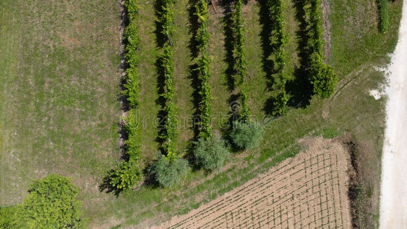 Top View of Agricultural Fields on a Sunny Day Stock Image - Image of ...