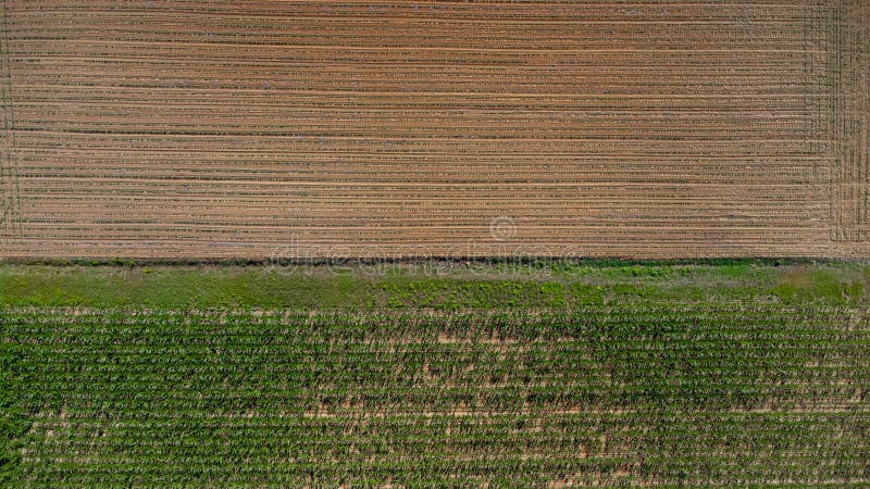 Top View of Agricultural Fields on a Sunny Day Stock Photo - Image of ...