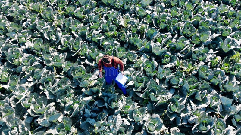 Top View of an Agrotechnician Walking among Cabbage Stock Video - Video ...