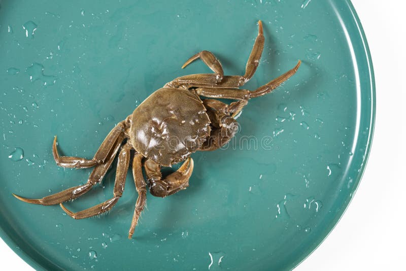 Top View Alive Crab on Dish at Horizontal Composition Stock Image ...