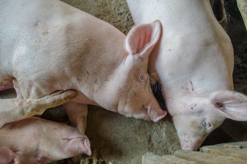 All Pigs Sleep on the Farm. Stock Image - Image of livestock, farmers ...