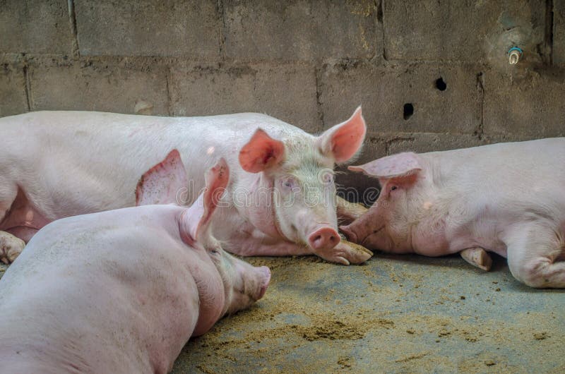 All Pigs Sleep on the Farm. Stock Photo - Image of light, pink: 141076448