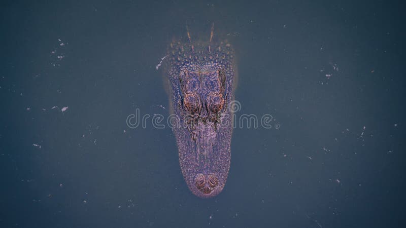Top View of an Alligator Lurking in a Pond Stock Image - Image of pond ...