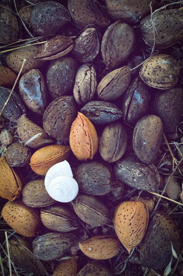 Top View of the Almond Shells on the Ground Stock Photo - Image of ...