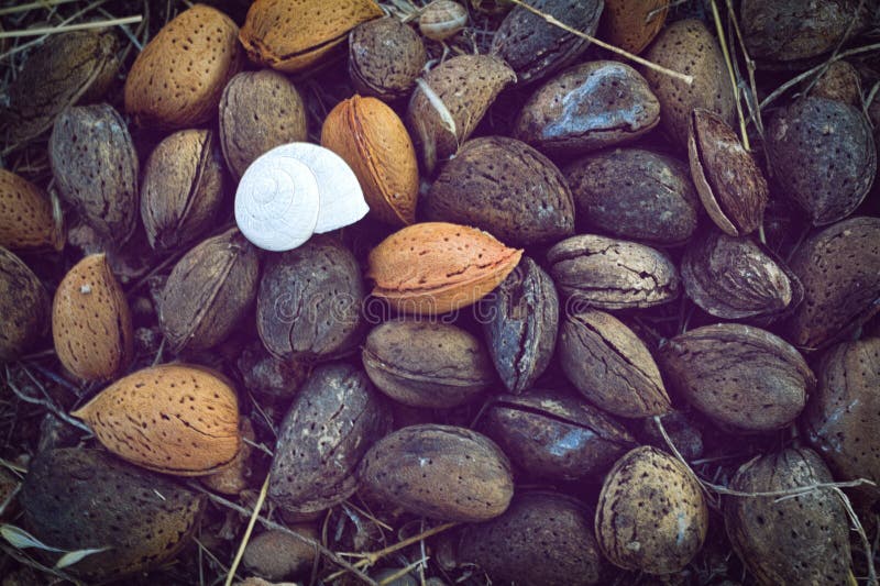 Almond Shells Heaped and Dried in Soft Light Stock Image - Image of ...