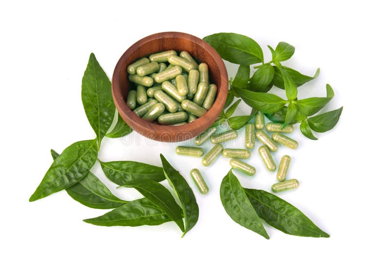 Top View of Andrographis Paniculata Seeds or Kalmegh Over White ...