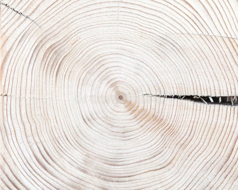 Top View of Annual Rings on Stump of Tree. Wooden Background Texture ...