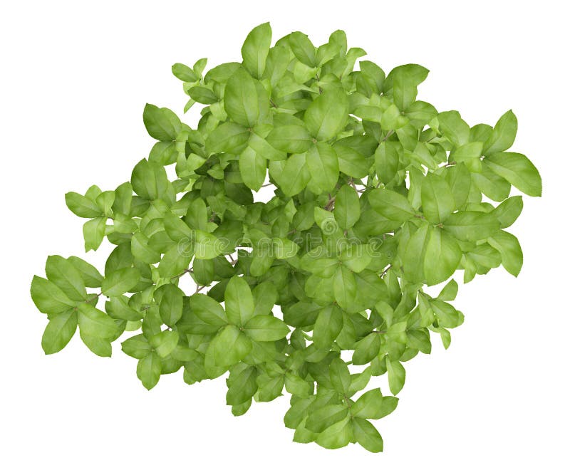 Top View of Apple Tree Isolated on White Stock Photo - Image of plant ...