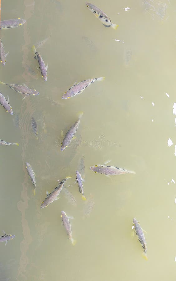 Top View of Archer Fish or Blowpipe Fish, Focus Selective Stock Image ...