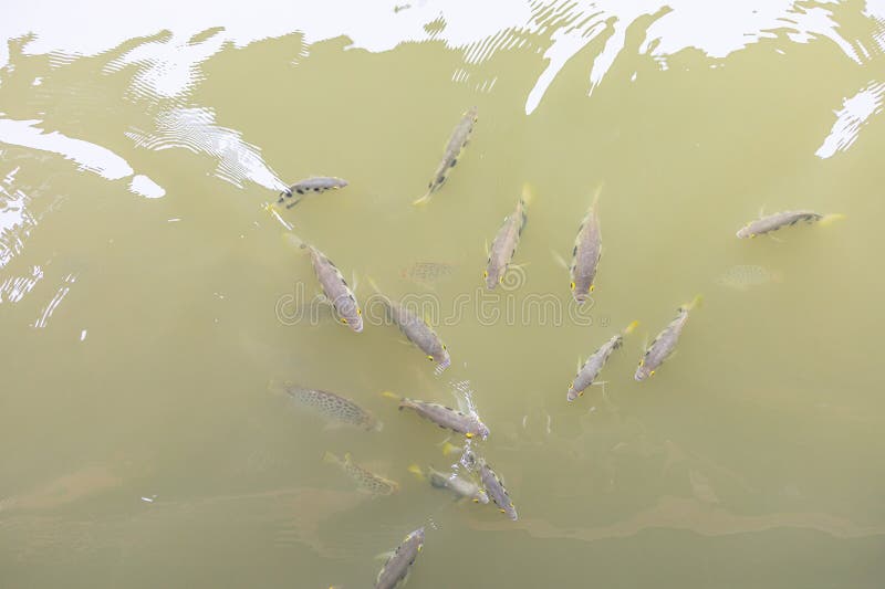 Top View of Archer Fish or Blowpipe Fish, Focus Selective Stock Image ...