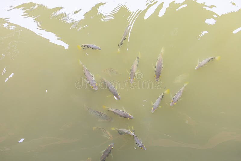 Top View of Archer Fish or Blowpipe Fish, Focus Selective Stock Image ...