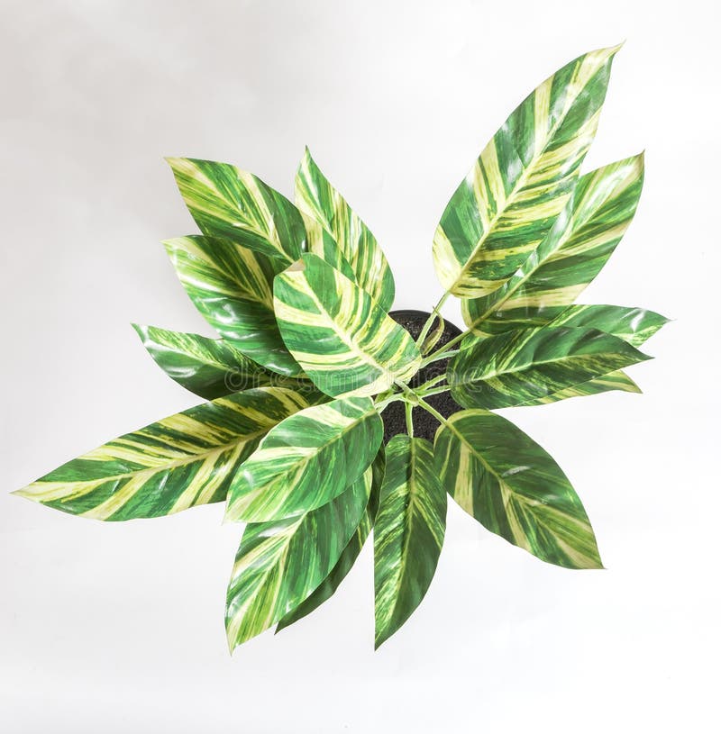 Top View of Artificial Heliconia or Shell Ginger Ornamental Tree ...