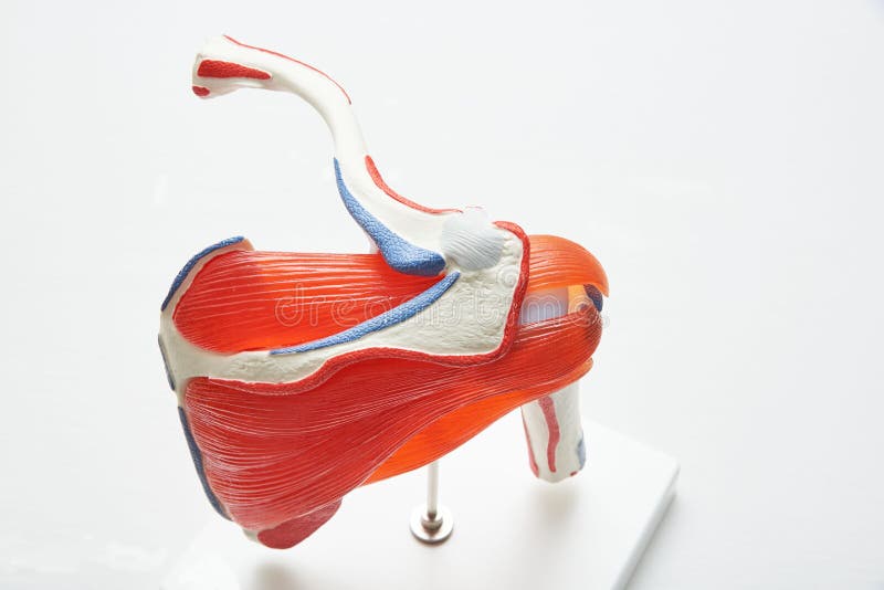 Human Shoulder Model in Medical Office Stock Image - Image of office ...