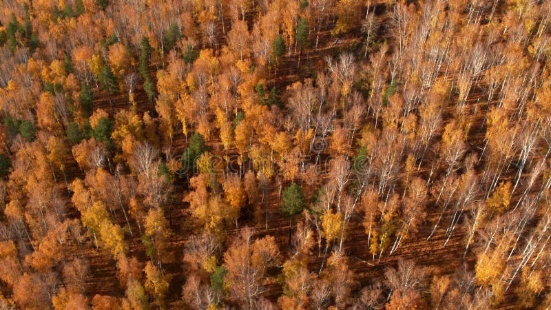 Top View of the Autumn Forest Stock Video - Video of environment ...