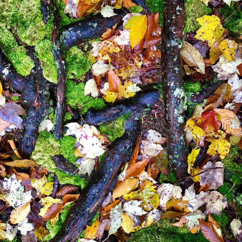 Top View of Autumn Leaves Falls on a Wet Forest Ground Stock Photo ...