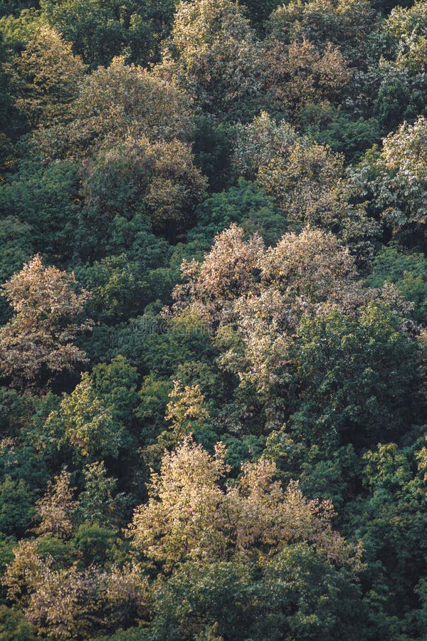 Top View of an Autumn Rainforest Stock Image - Image of rainforest ...