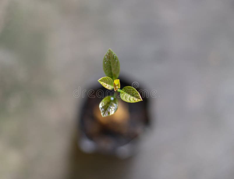 Top View of Avocado Seedling with Selective Focus Stock Photo - Image ...