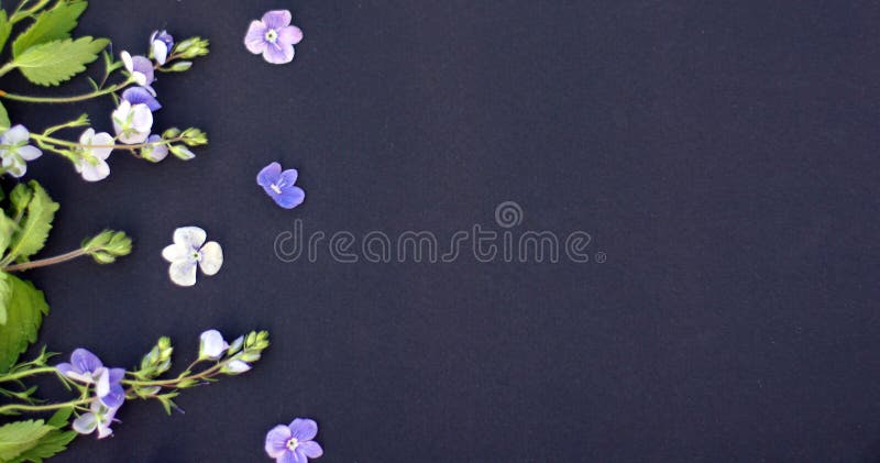 Top View Background with Blue Flowers Frame. Flowers Composition Stock ...