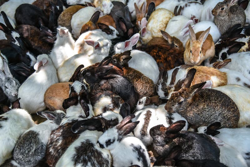 Group of Rabbits at Farm in Romania Stock Image - Image of group ...