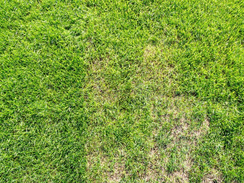 Top View of Bald Patch in Green Lawn Stock Photo - Image of outdoors ...
