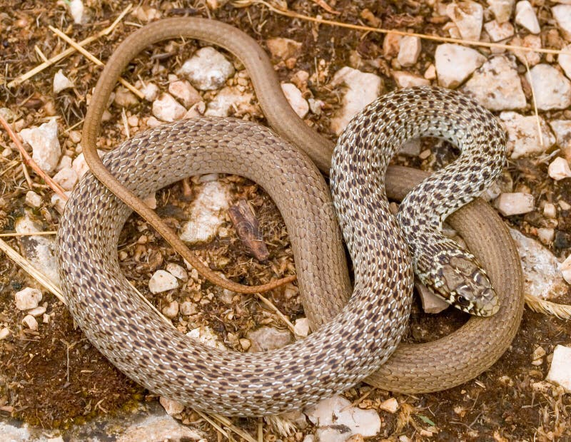 Top View of a Balkan Whip Snake Stock Image - Image of face, endangered ...