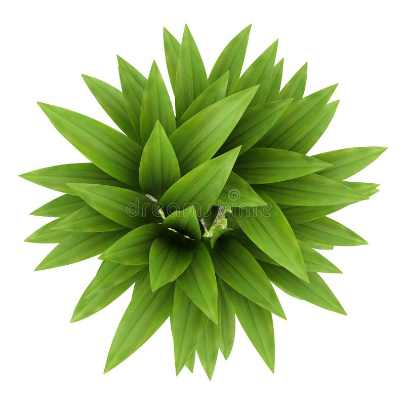 Potted Plants Png Top View