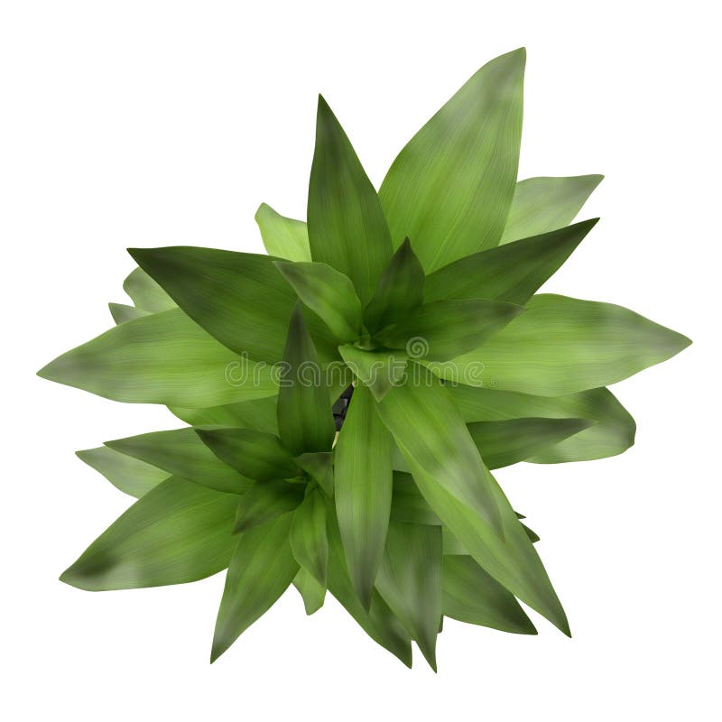 Bamboo Top View Stock Illustrations – 1,089 Bamboo Top View Stock ...