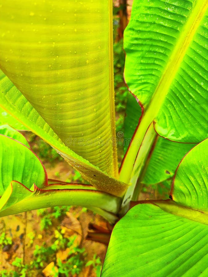 Top view of banana tree stock image. Image of nature - 307101365
