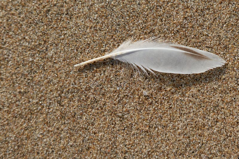 Top View of a Barb of a White Feather on a Sandy Surface Stock Photo ...