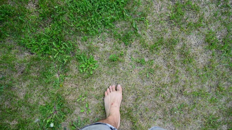 Top View Barefoot Man Walking on the Lawn. Vertical Video. Stock Video ...