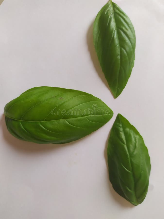 Top view of basil stock photo. Image of food, tree, leaf - 193504812