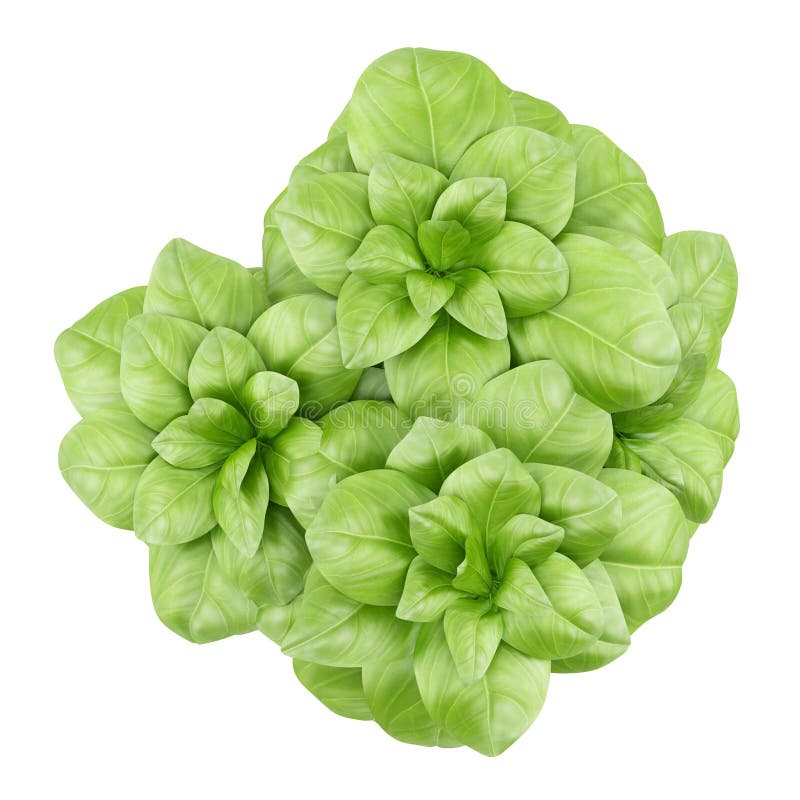 Top View of Basil Plant Isolated on White Stock Illustration ...
