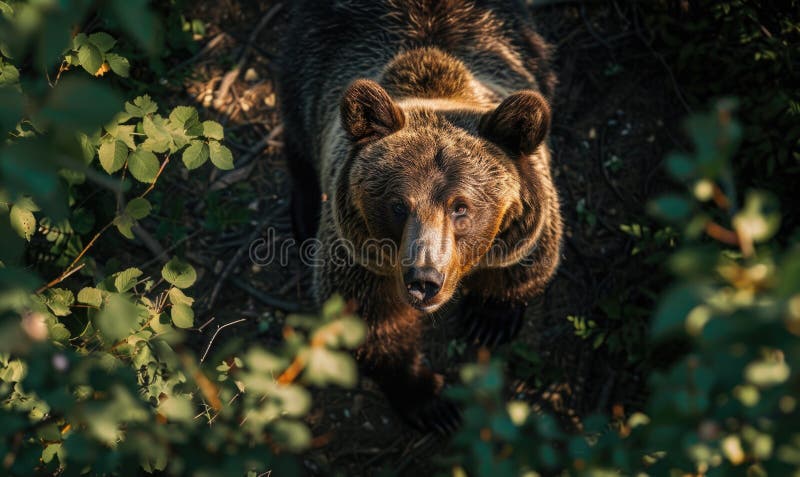 Top View of a Bear Lying in the Shade Stock Image - Image of large ...