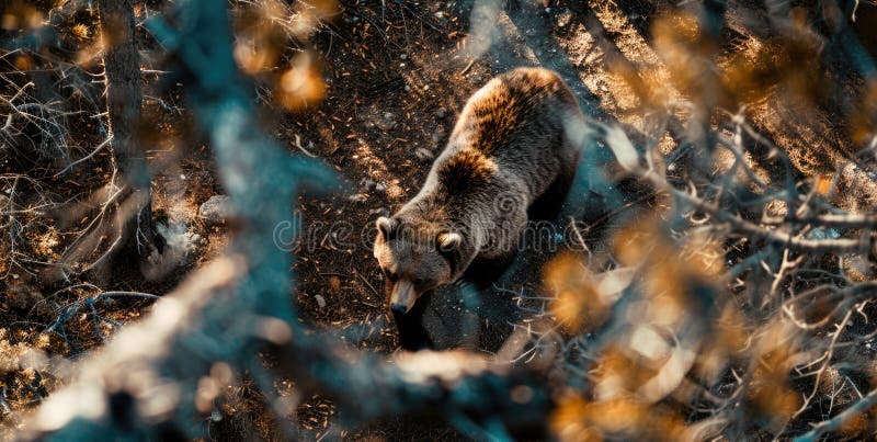 Top View of a Bear Prowling through the Forest Stock Image - Image of ...