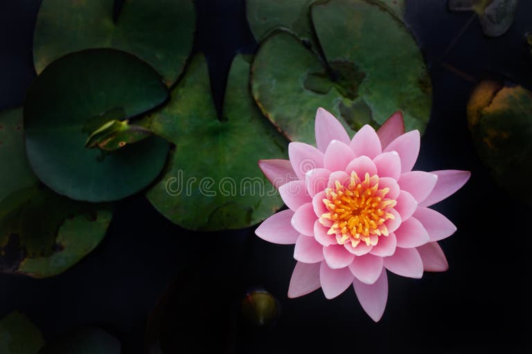 563 Floating Lotus Top View Stock Photos - Free & Royalty-Free Stock ...