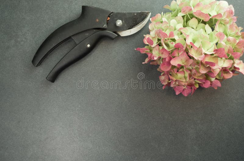 Top View of Beautiful Bright Hydrangea Flowers with Pruning Shears on a ...