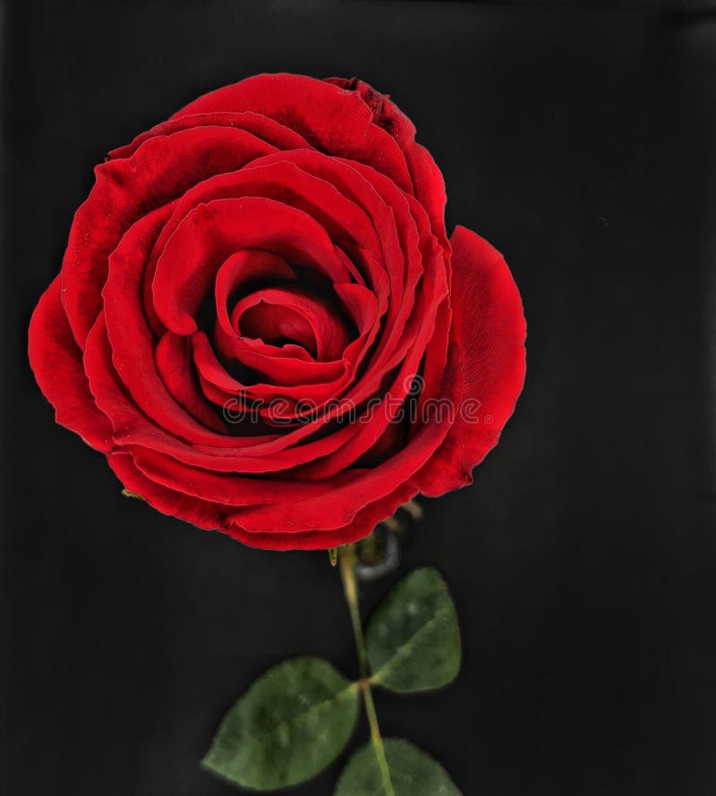 Top View of a Beautiful Bright Red Rose on a Black Background. Stock ...
